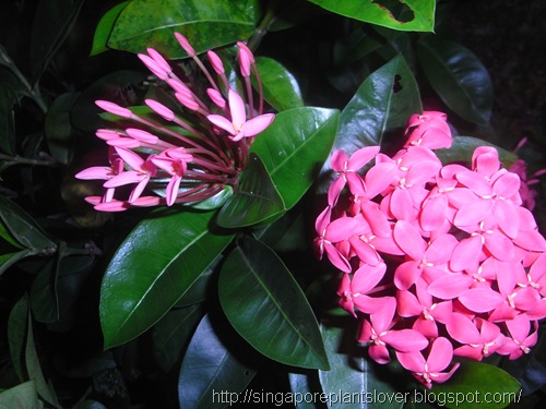 Singapore Plants Lover: Pink Saturday: Izora Flowers